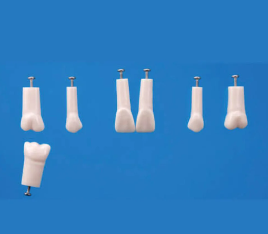 DENTAL :: EDUCATIONAL PRODUCTS :: ARTIFICIAL TRAINING TEETH :: A12AN ...